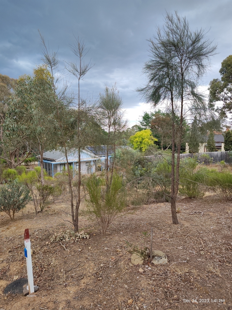 Buloke from Castlemaine VIC 3450, Australia on December 24, 2023 at 01: ...