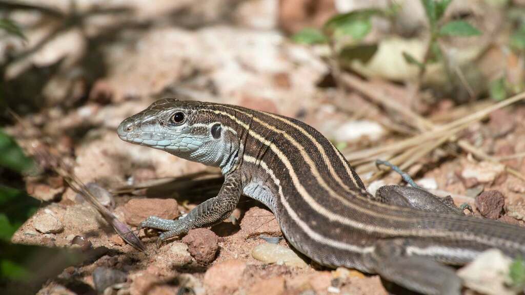 Plateau Striped Whiptail from Virgin, UT, USA on June 4, 2019 at 12:25 ...