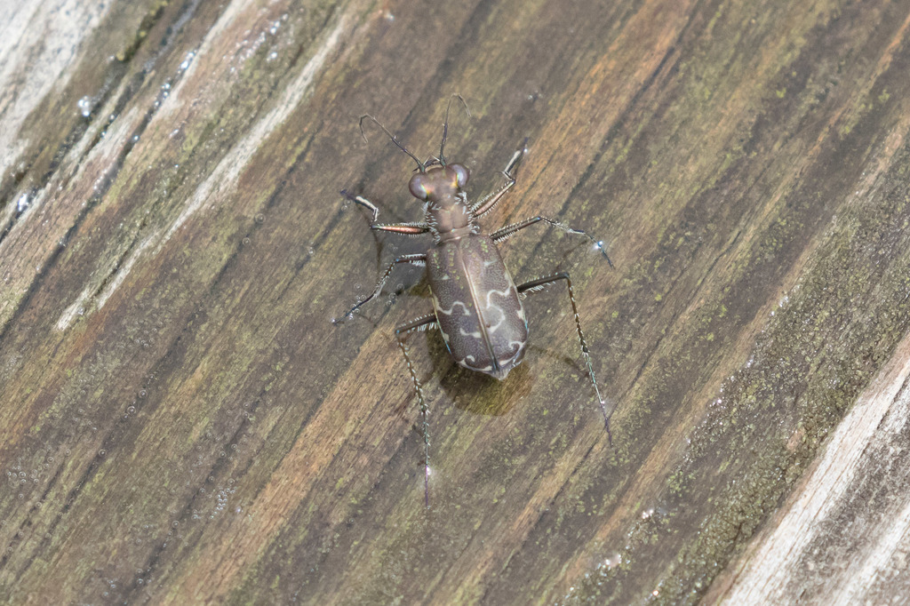 Three-lined Tiger Beetle (Ground Beetles of Mississippi) · iNaturalist