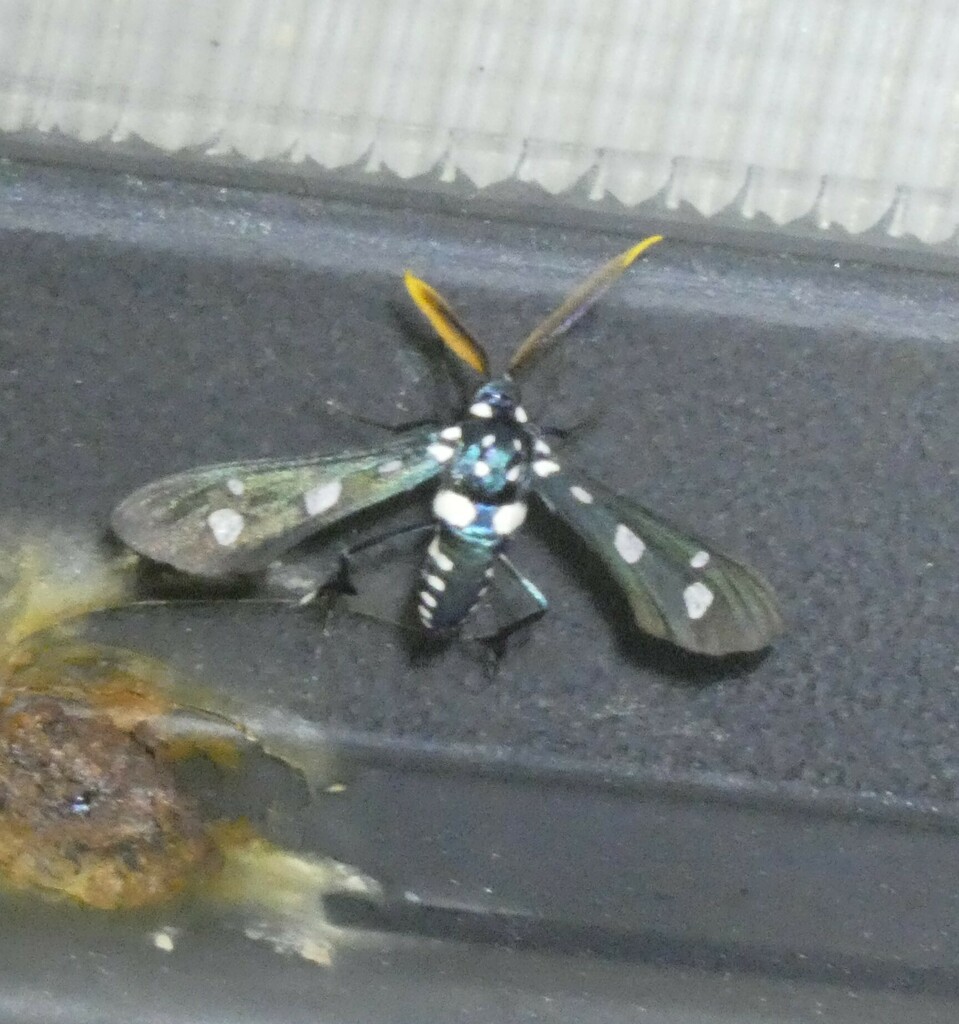 Lesser Wasp Moth from Caimanera, Cuba on December 9, 2023 at 10:42 PM ...