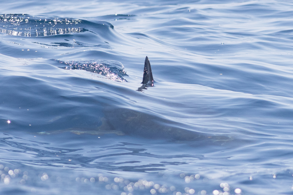 Shortfin Mako in December 2023 by Andrew Dreelin · iNaturalist