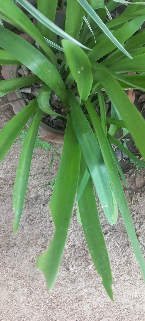 plants from 2W7W+RP5, Balaka, Malawi on December 23, 2023 at 04:01 PM ...