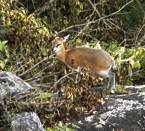 Golden Klipspringer (Subspecies Oreotragus oreotragus aureus) · iNaturalist