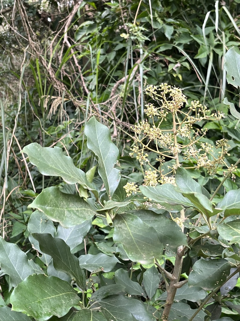 Ivy Tree from 臺灣島, 竹北市, HSQ, TW on December 24, 2023 at 12:40 PM by ...