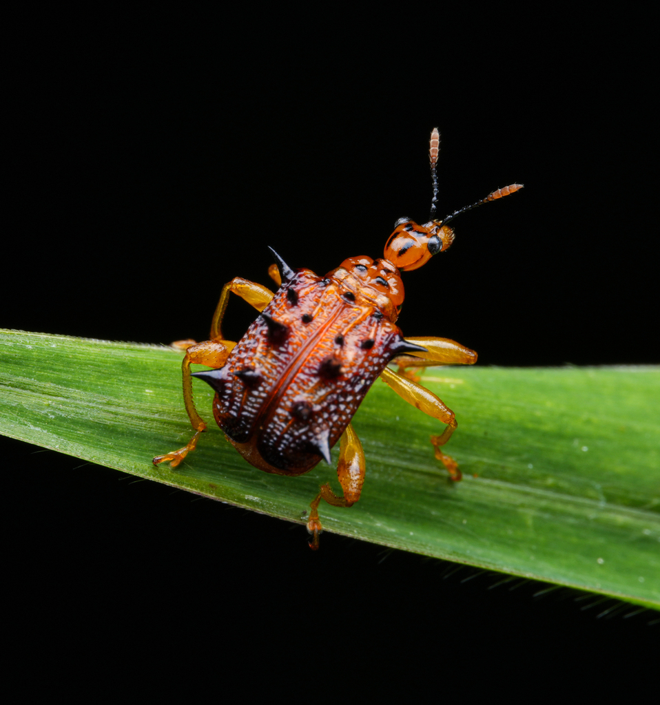 Hoplapoderus echinatus from 中国云南省西双版纳傣族自治州勐腊县 on October 11, 2023 at 08 ...