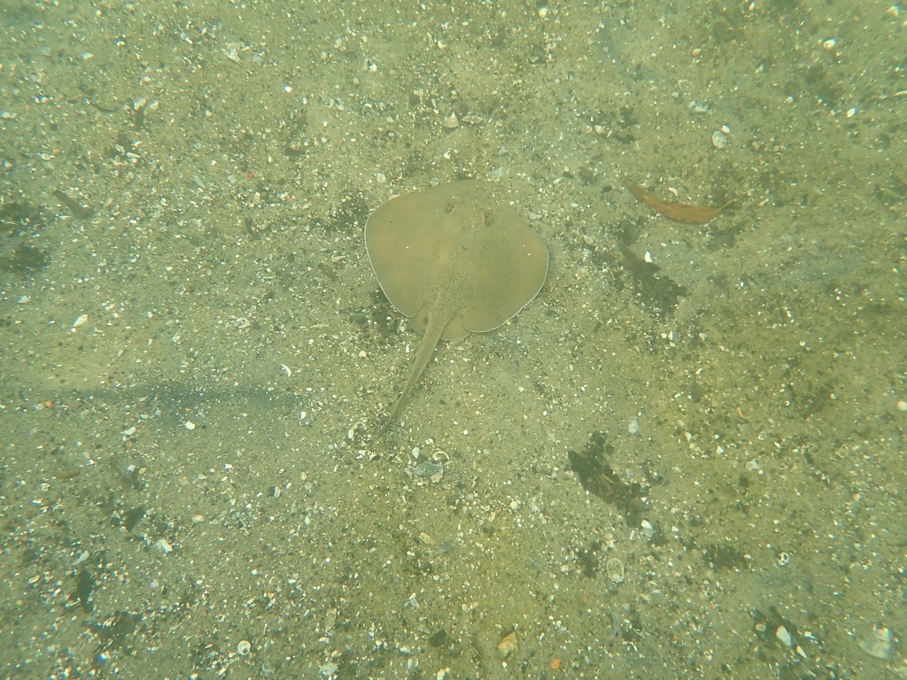 Common Stingaree from Parsley Bay, Vaucluse, NSW, AU on December 19 ...