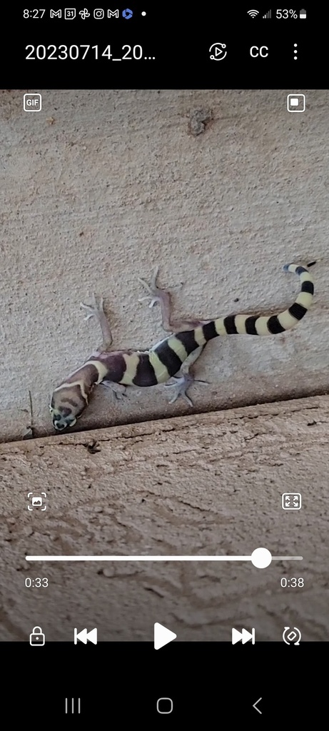 Western Banded Gecko from N 55 East St, Fredonia, AZ, US on July 14 ...