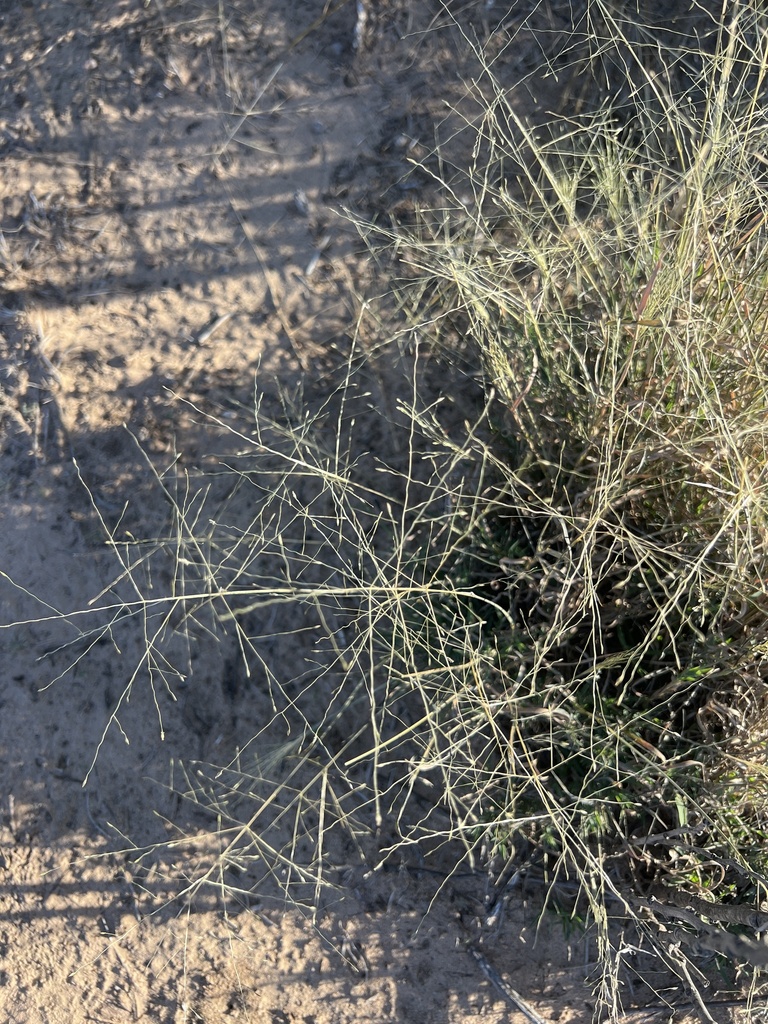 Alkali Sacaton from Monument, NM, US on November 1, 2023 at 04:45 PM by ...