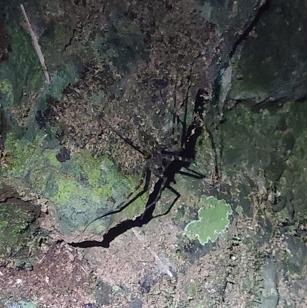 Megadolomedes trux from Tamborine Mountain QLD 4272, Australia on ...