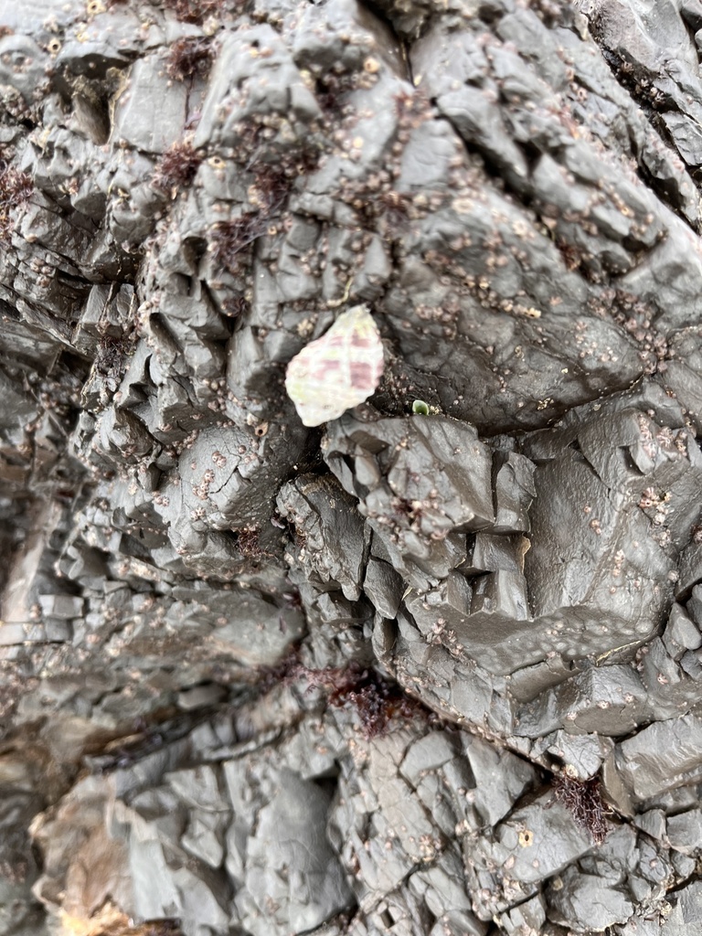 Circled Rocksnail from North Pacific Ocean, CA, US on December 21, 2023 ...