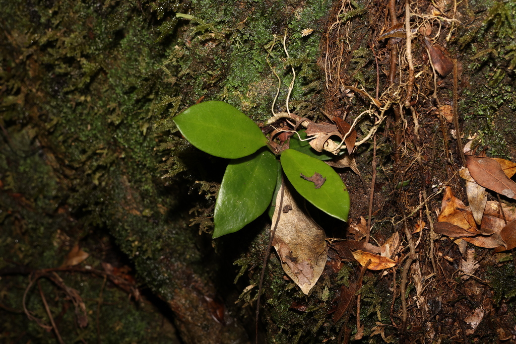 native hoya from North Maleny QLD 4552, Australia on December 23, 2023 ...