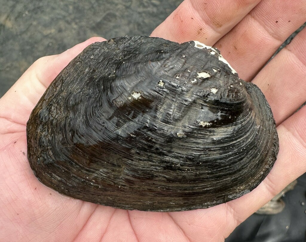 Rock-pocketbook from Bear Creek, island complex just downstream of ...