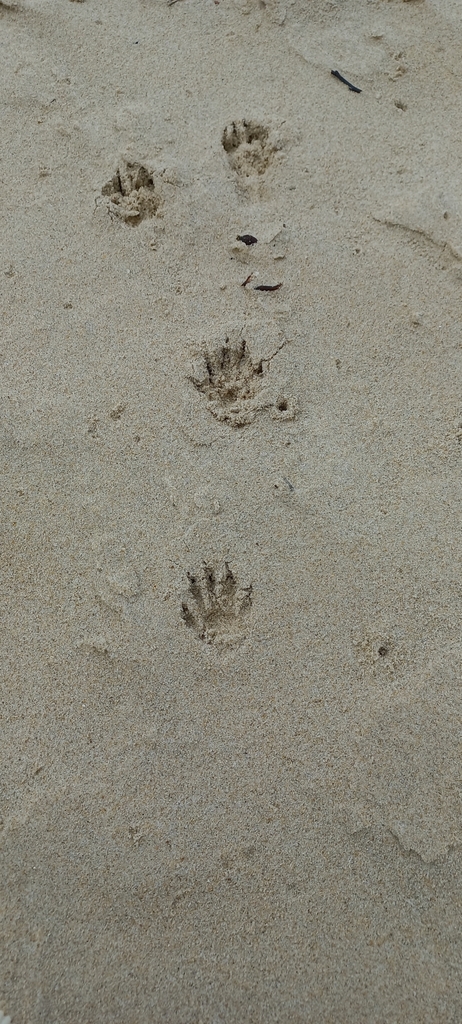 Eastern Quoll from North Bruny TAS 7150, Australia on December 23, 2023 ...