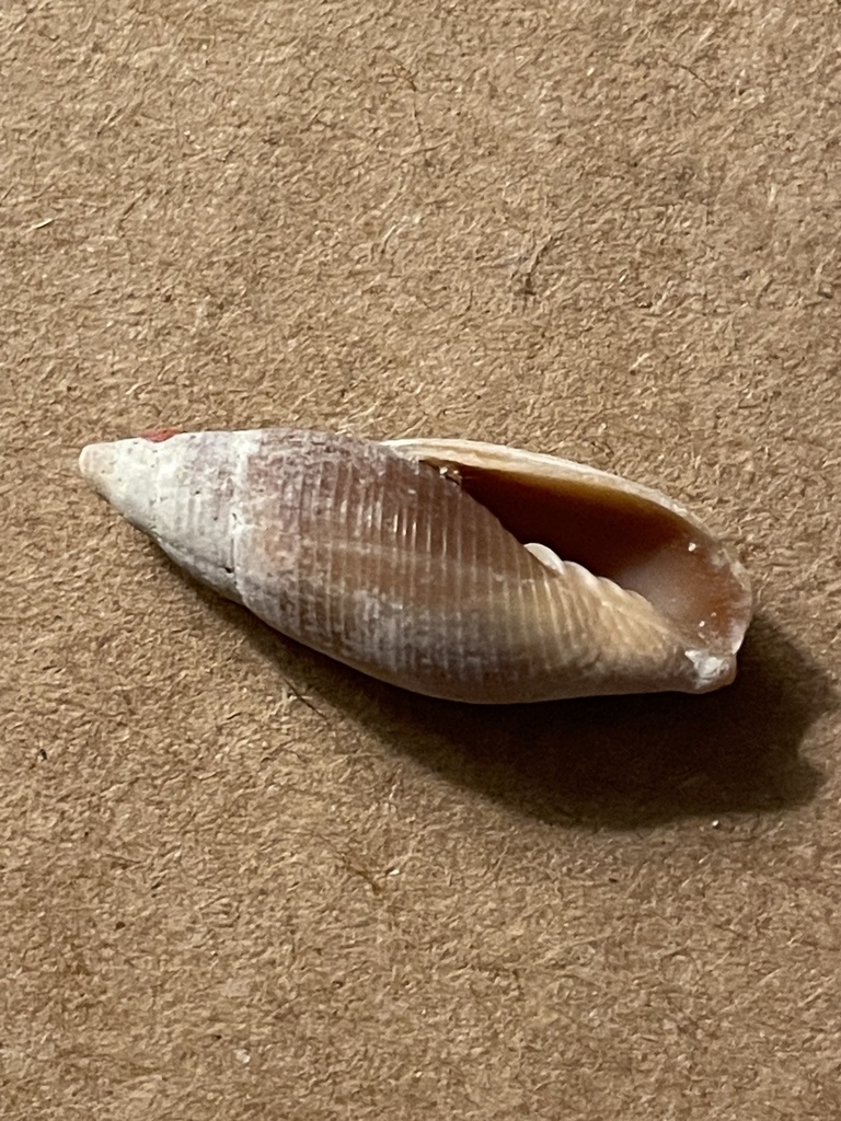 Probata barbadensis from Puerto Rico, Loíza, PR, US on December 24 ...