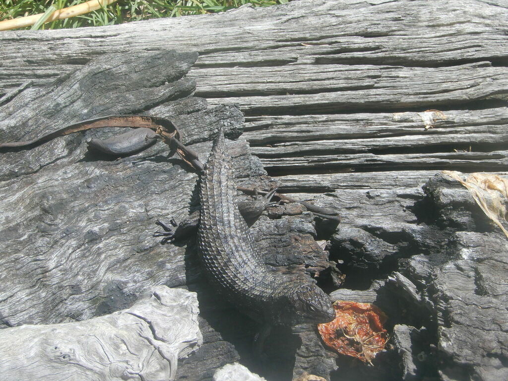 Cunningham's Skink from Upper Tooloom NSW 2475, Australia on December ...