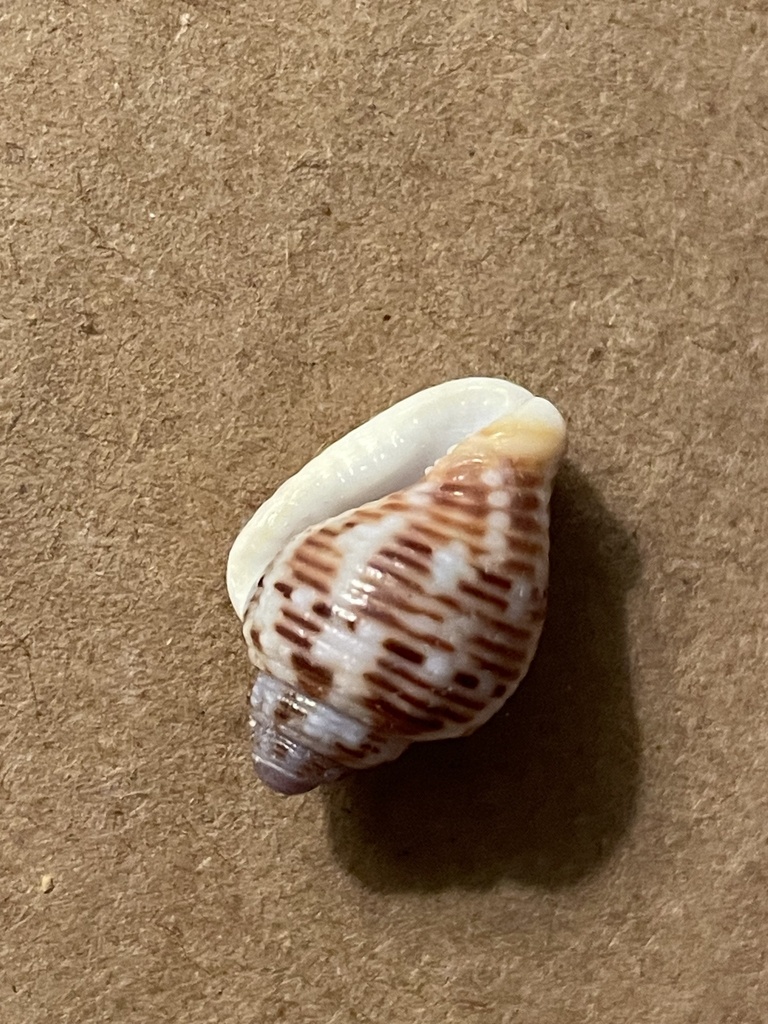 Merchant Dove Shell from Puerto Rico, Loíza, PR, US on December 24 ...