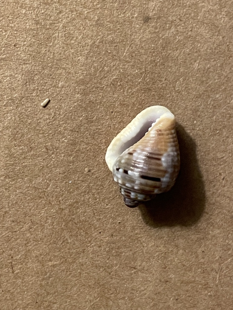 Merchant Dove Shell from Puerto Rico, Loíza, PR, US on December 24 ...