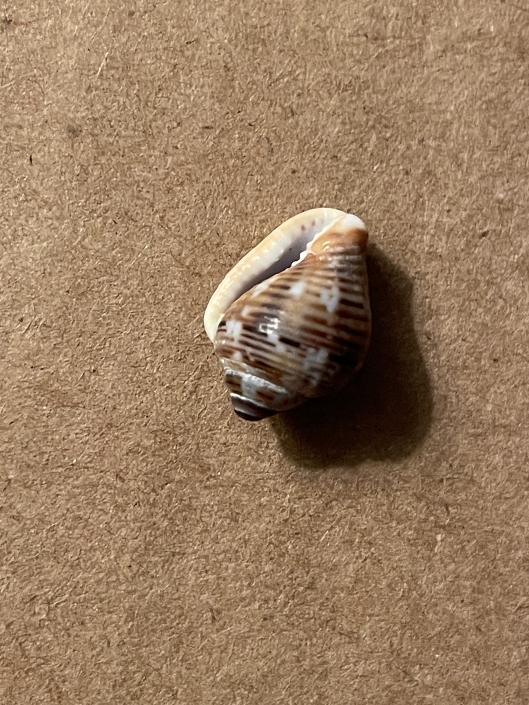 Merchant Dove Shell from Puerto Rico, Loíza, PR, US on December 24 ...