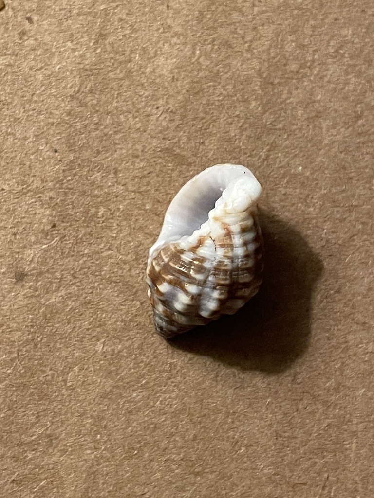 Tinted Cantharus from Puerto Rico, Loíza, PR, US on December 24, 2021 ...