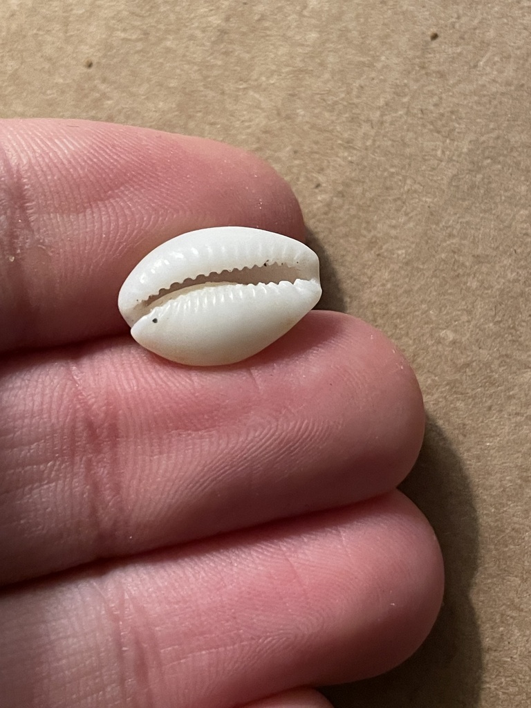 Atlantic Yellow Cowrie from Puerto Rico, Loíza, PR, US on December 24 ...