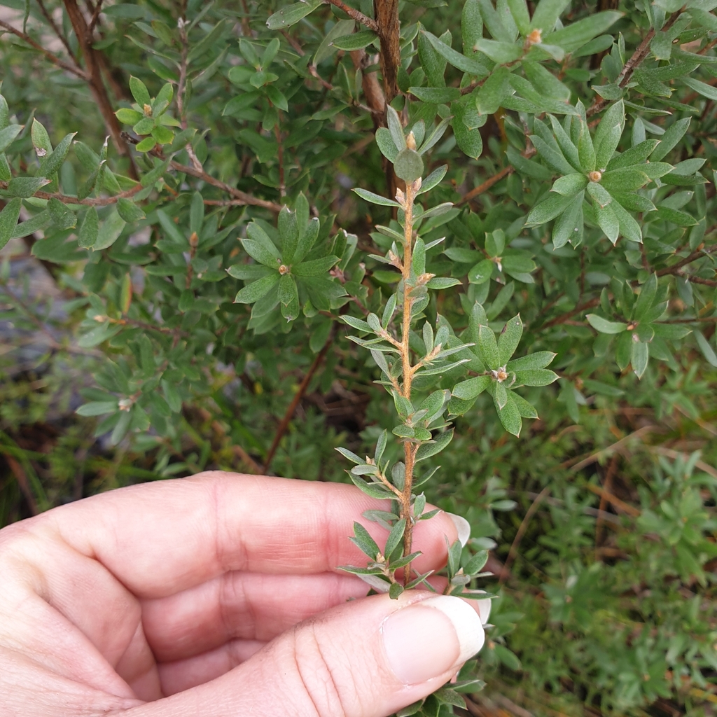 mountain tea-tree from Newnes Plateau NSW 2790, Australia on July 12 ...