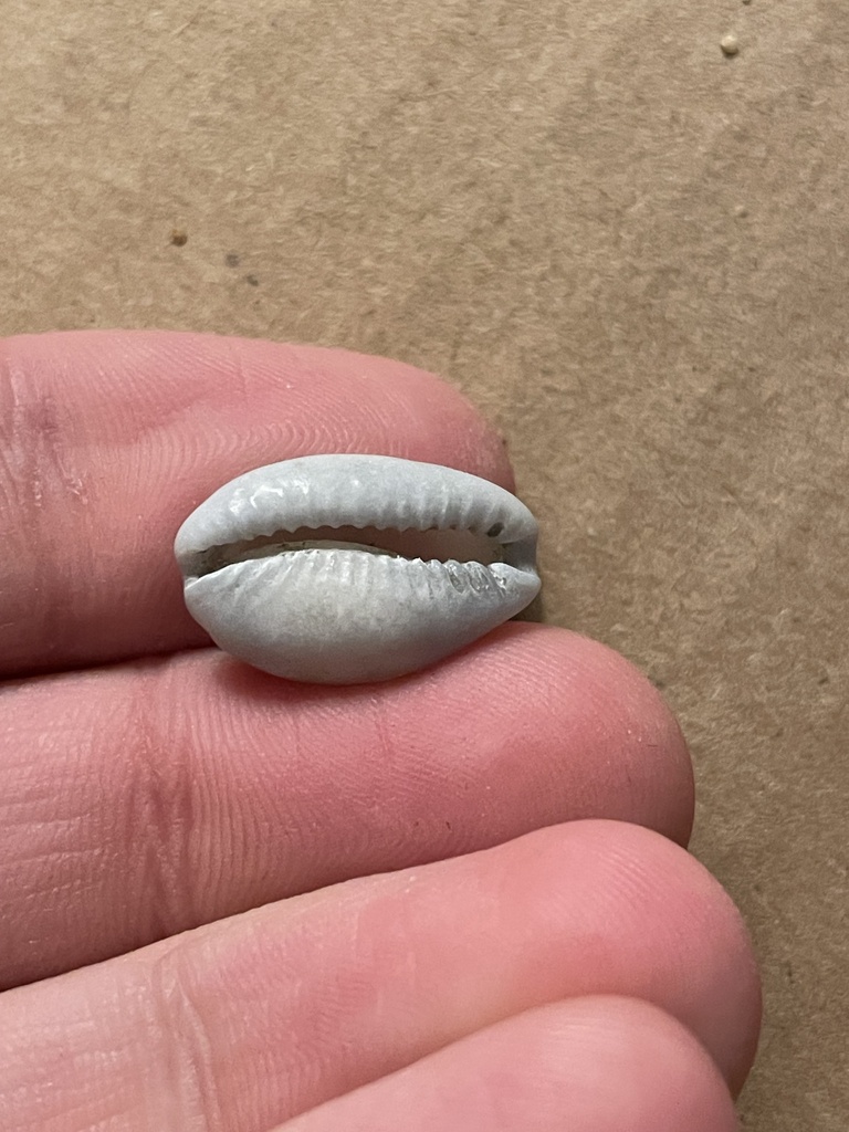 Cowries and Ovulids from Puerto Rico, Loíza, PR, US on December 24 ...