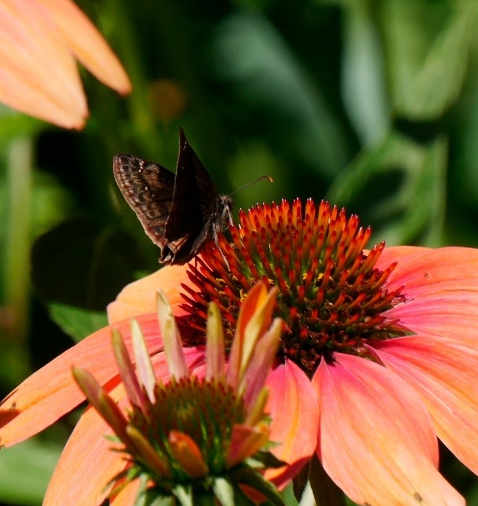 Wild Indigo Duskywing from Leacock-Leola-Bareville, PA, USA on July 4 ...