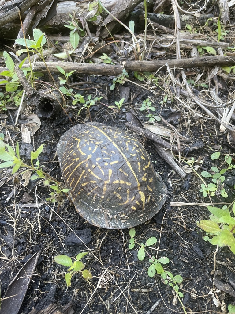 Florida Box Turtle from McKay Bay, Tampa, FL, US on December 21, 2023 ...