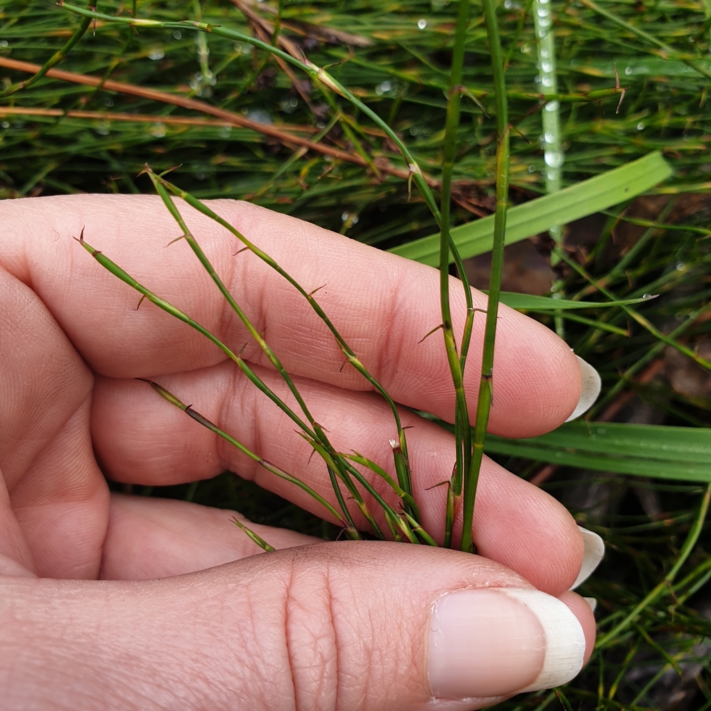 Wire Rush from Newnes Plateau NSW 2790, Australia on July 12, 2022 at ...