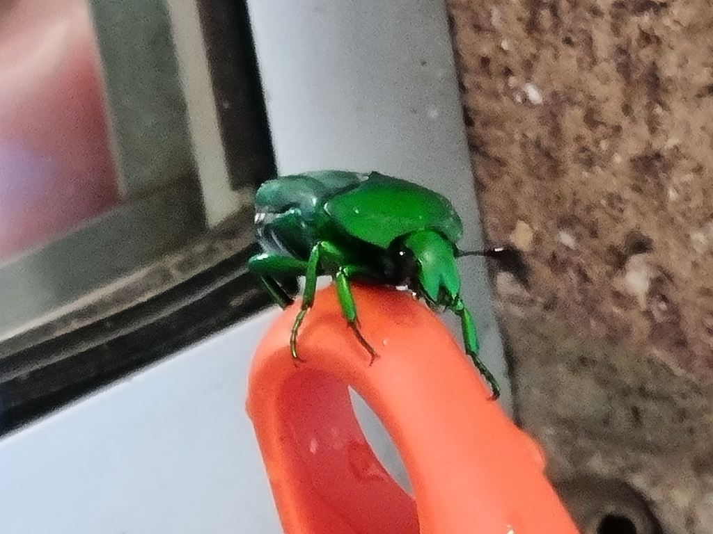Scarabs from Mooroobool QLD 4870, Australia on December 24, 2023 at 04: ...