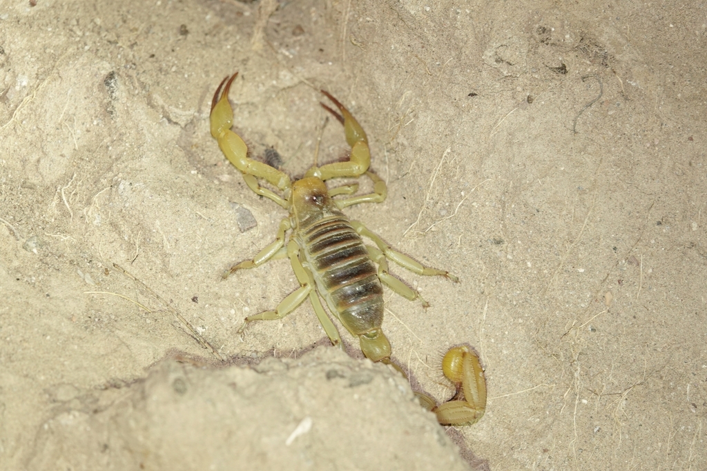 Hadrurus concolorous from Las Garzas, La Paz, B.C.S., Mexico on December 3, 2023 at 12:26 AM by ...