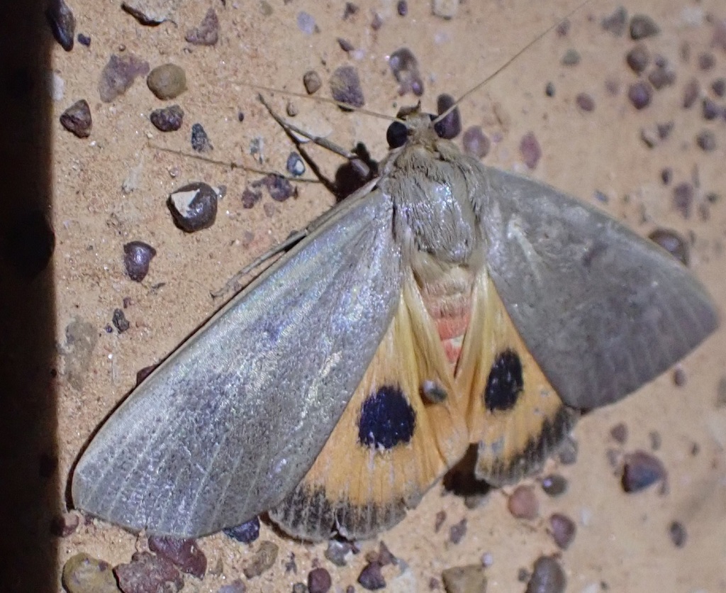 Guava Moth from Claravale NT 0822, Australia on December 22, 2023 at 06 ...