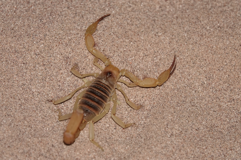 Hadrurus concolorous from Las Garzas, La Paz, B.C.S., Mexico on ...