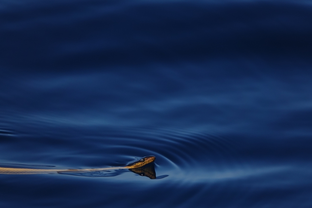 Yellow-bellied Sea Snake from Comondú Municipality, BCS, Mexico on ...