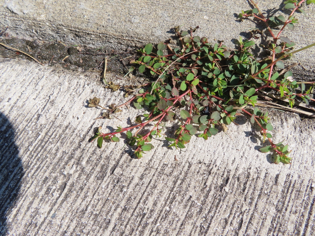 limestone sandmat from Hollywood Beach, Hollywood, FL 33019, USA on ...