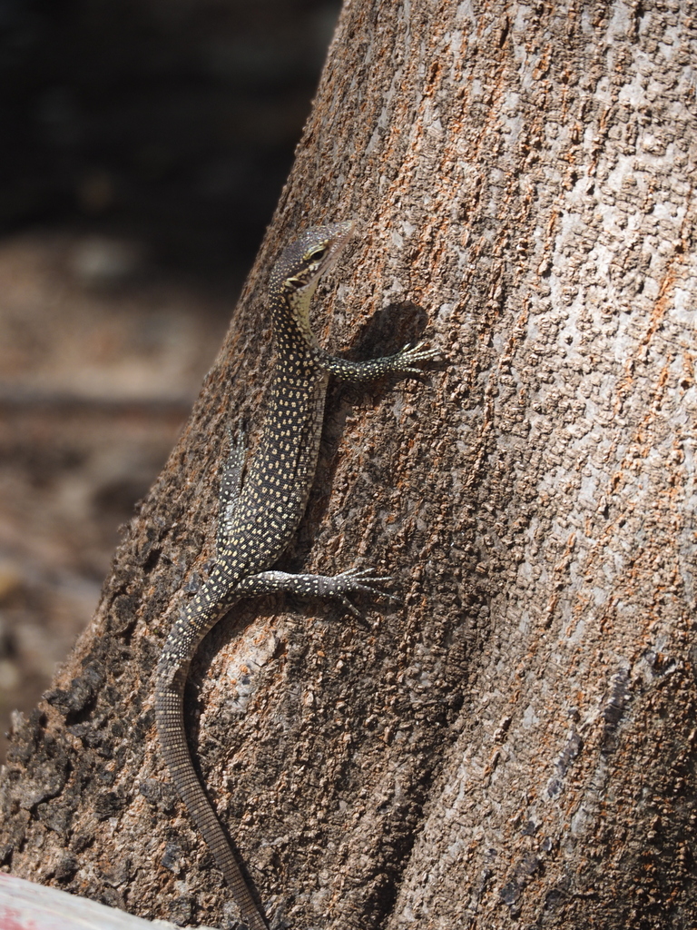 Spotted Tree Monitor from Old Environment Department Office, Pante ...