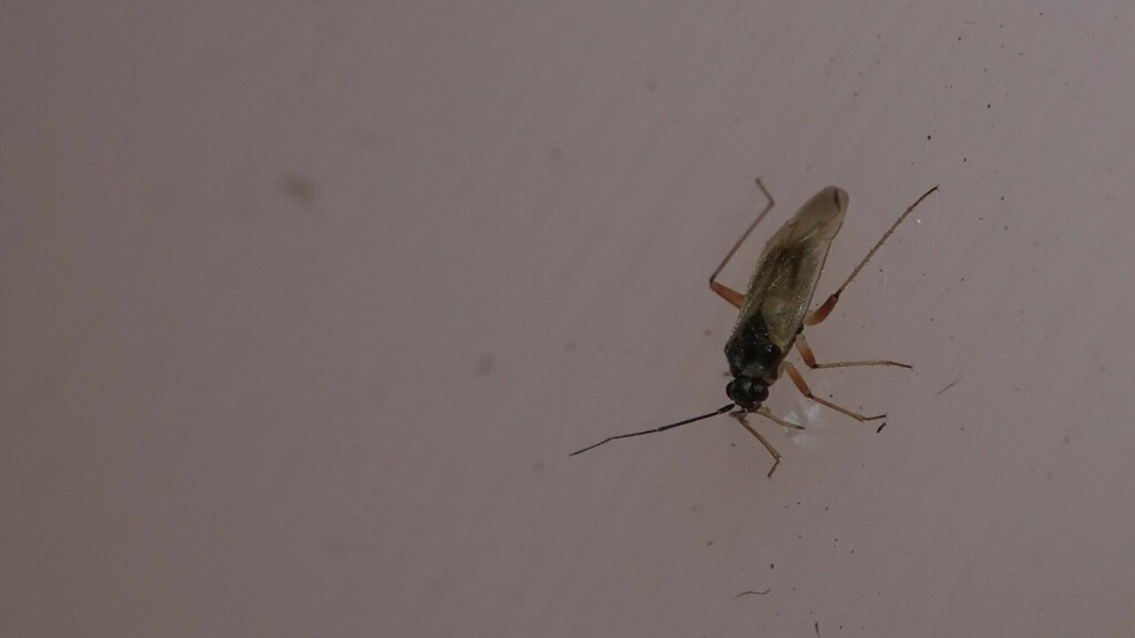 Tytthus from CM Varca on December 11, 2023 at 08:47 PM by Dinesh Sharma ...