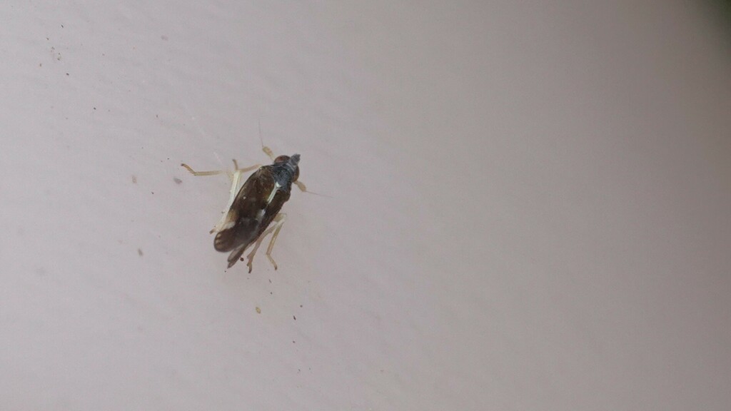 Sardia rostrata from CM Varca on December 11, 2023 at 08:47 PM by ...