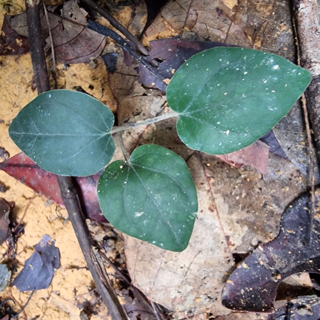 Piper baccatum from Aft Wallace Way, Singapore on December 2, 2023 at ...