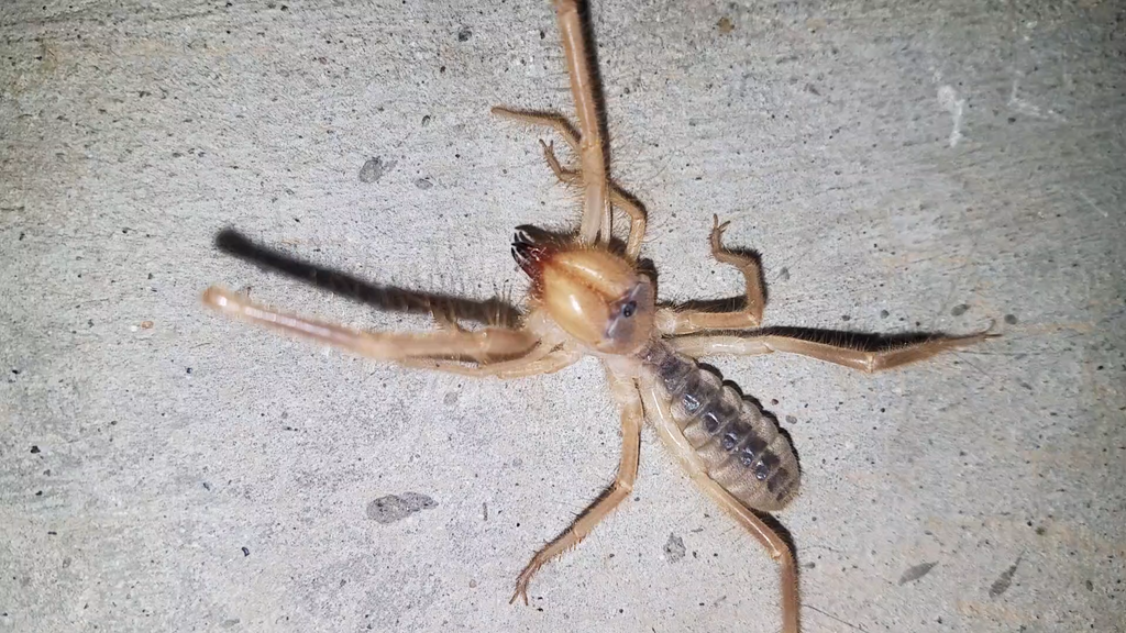 Solifuges from Al-Malikiyah, Syria on October 23, 2017 at 12:25 AM by ...