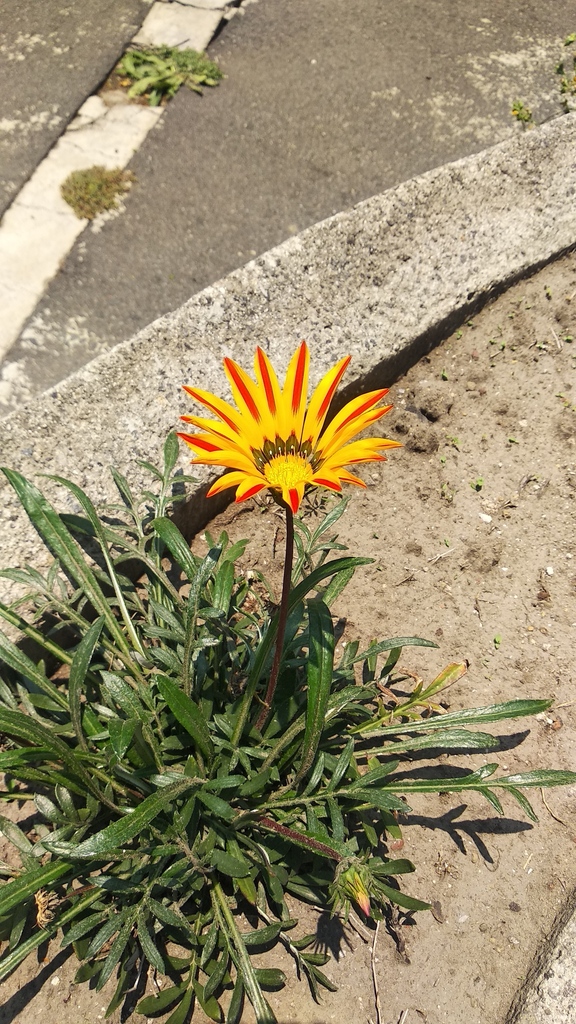 Trailing Treasureflower from Coapa, Culhuacan CTM VII, Ciudad de México ...