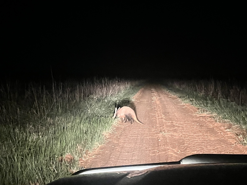 Aardvark from Ratlou, Setlagole, North West, ZA on December 23, 2023 at ...