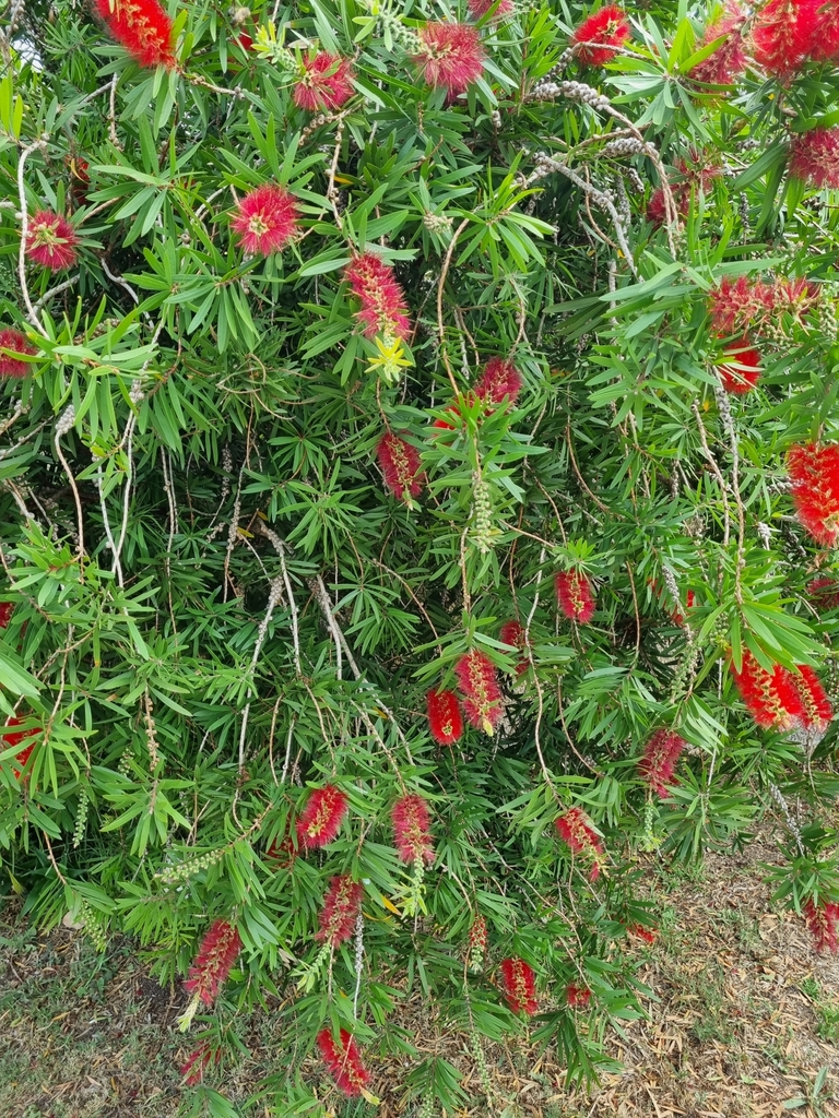 weeping bottlebrush from Noorsekloof, Jeffreys Bay, 6331, South Africa ...