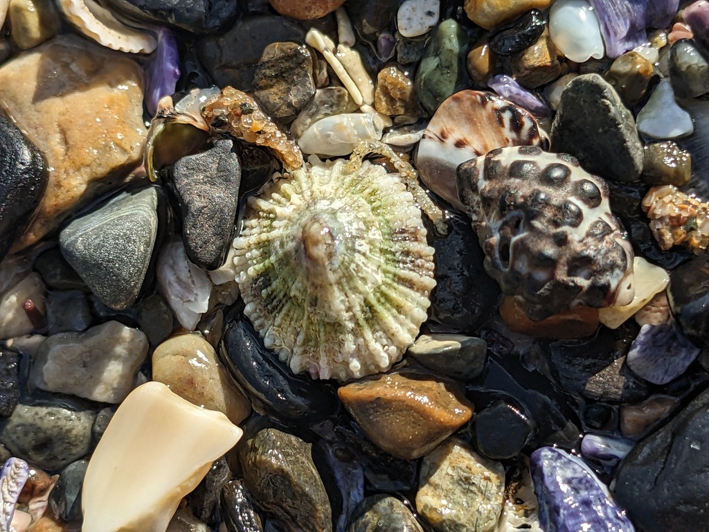 Cap-shaped False Limpet from Newcastle NSW, Australia on December 23 ...