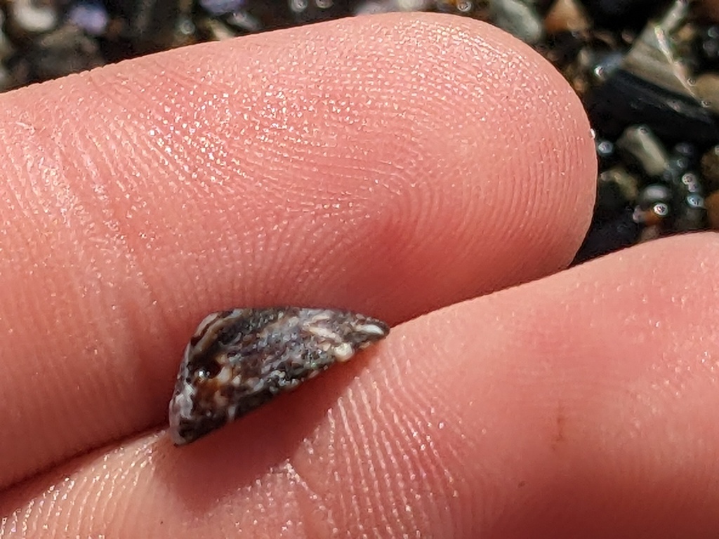 Patelloida from Lake Macquarie - North, New South Wales, Australia on ...