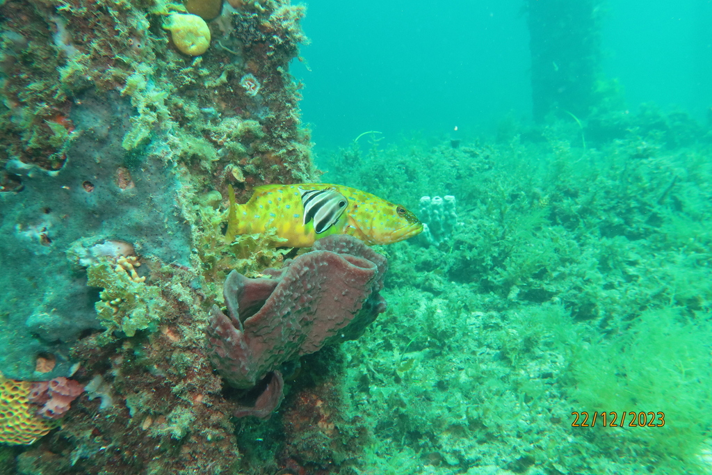 Western Talma from Rapid Bay jetty on December 22, 2023 at 03:06 PM by ...