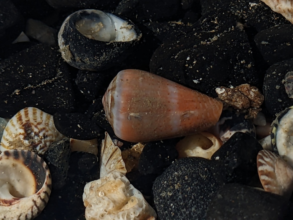Black-end Cone from Lake Macquarie - North, New South Wales, Australia ...