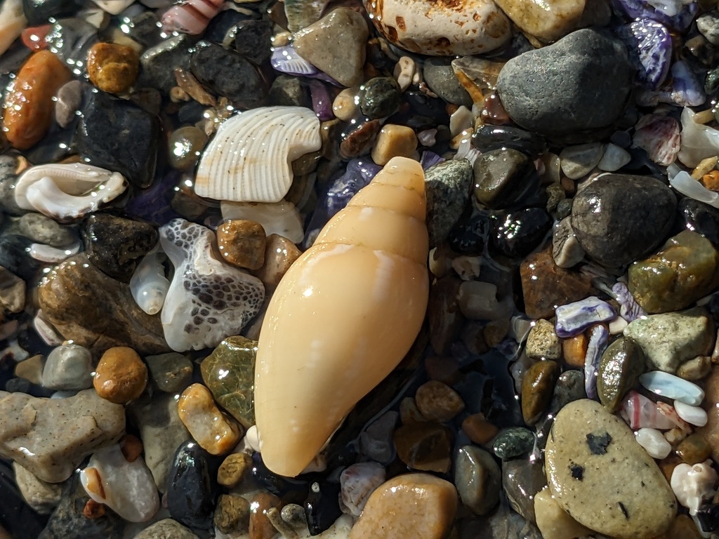 Quasimitra solida from Lake Macquarie - North, New South Wales, Australia on December 23, 2023 ...