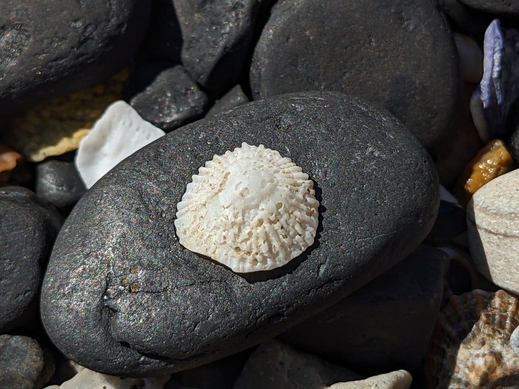 Trimusculus conicus from Newcastle NSW, Australia on December 23, 2023 ...