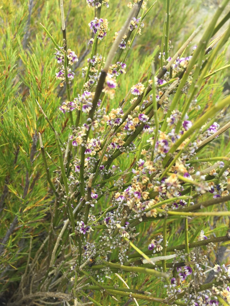 New Zealand common broom from Lake Coleridge 7572, New Zealand on ...